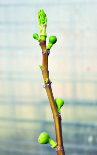 Cold Climate Figs: How to Prune Fig Trees – Mother Earth News